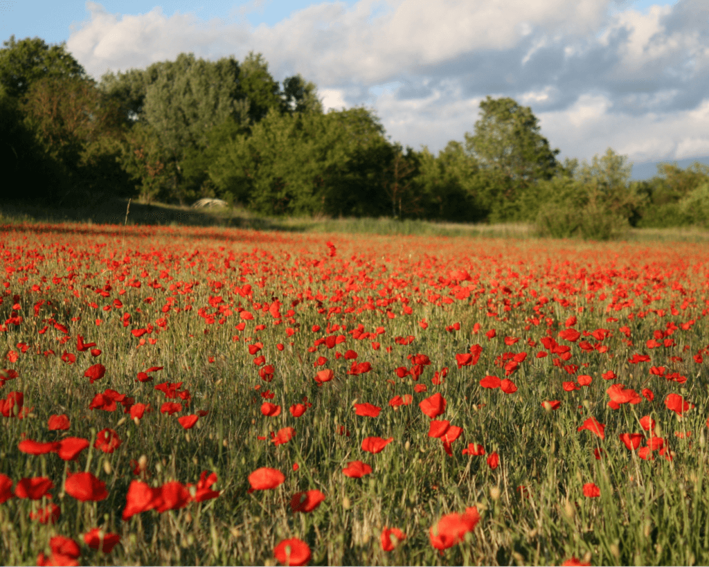 Découvrez la Provence en fleurs : un printemps enchanté - Janssens ...